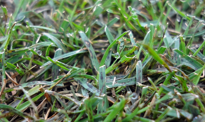 Cynodon dactylon - EcuRed