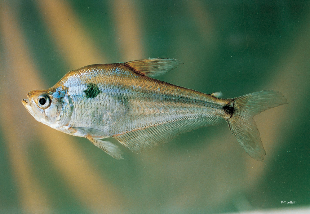 Charax pauciradiatus - EcuRed