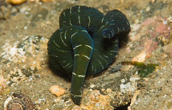 Notospermus geniculatus - EcuRed