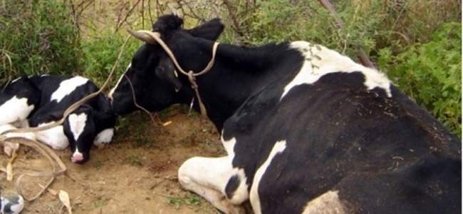 Paresia puerperal - EcuRed