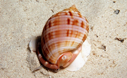 Semicassis undulata - EcuRed