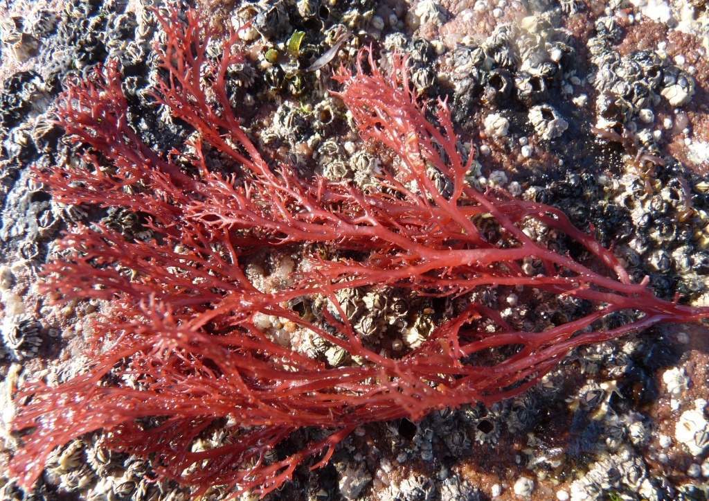 Sphaerococcus coronopifolius - EcuRed