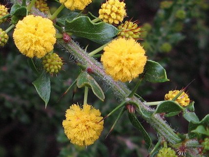 Acacia paradoxa - EcuRed