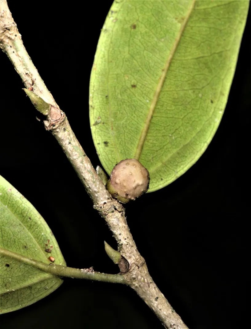 Ficus pallescens - EcuRed