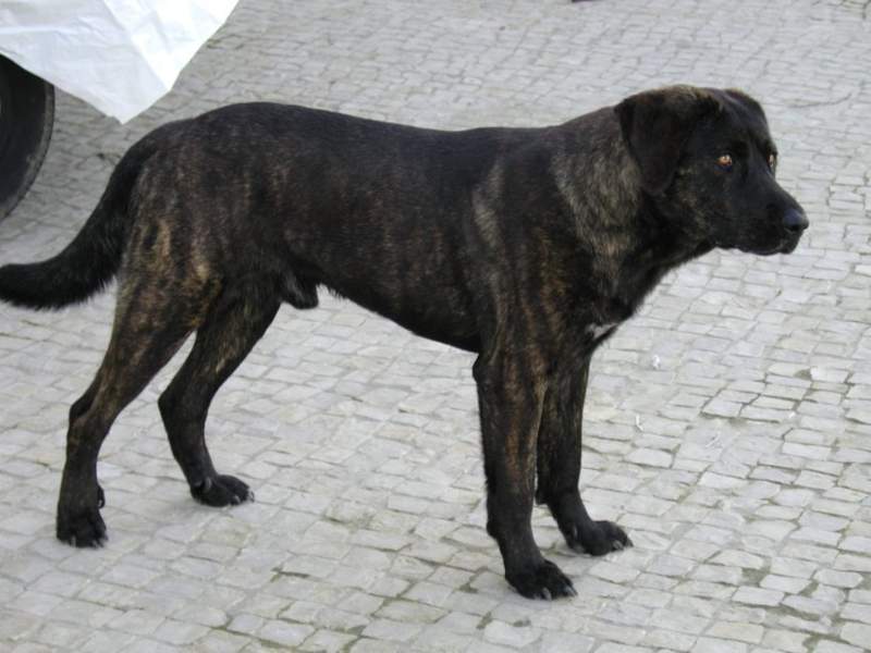 Perro de Castro Laboreiro - EcuRed