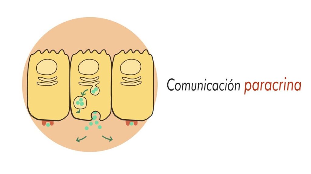 Señalización paracrina - EcuRed