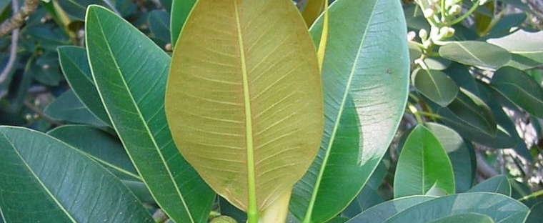 Ficus barraui - EcuRed