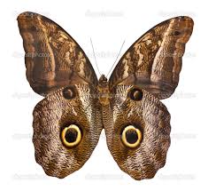 Mariposa Caligo - EcuRed