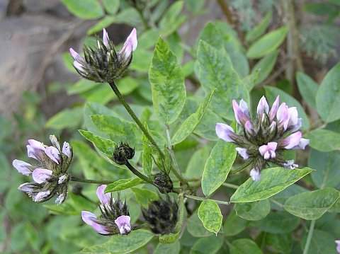 Bituminaria bituminosa - EcuRed