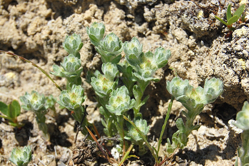 Filago pyramidata - EcuRed