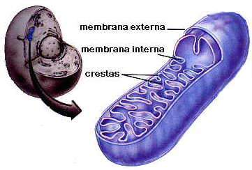 Respiración celular - EcuRed