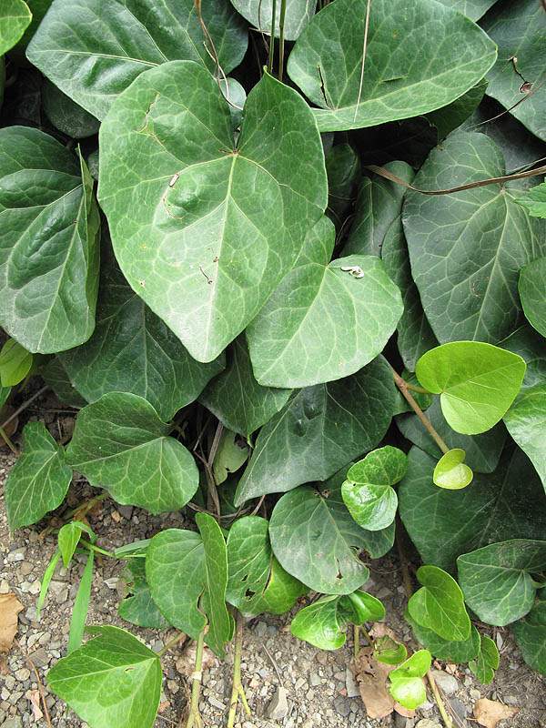 Hedera colchica - EcuRed
