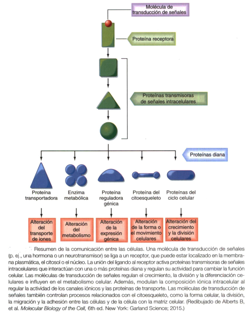 Mecanismos de señalización celular - EcuRed