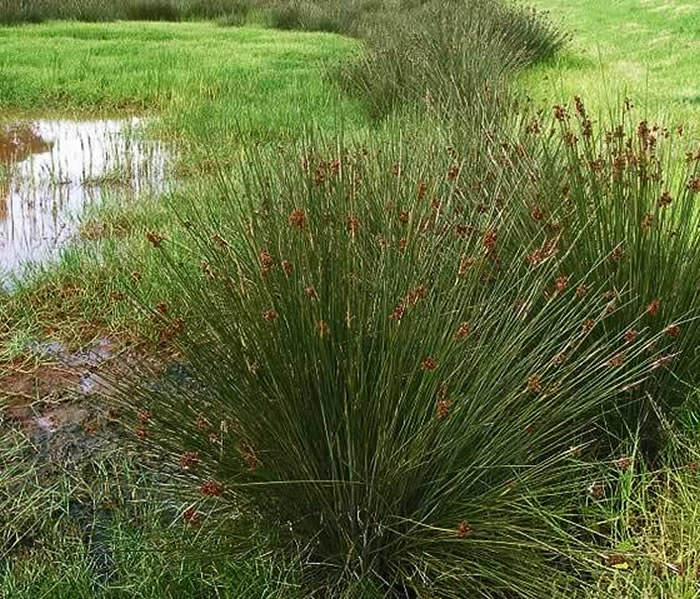 Juncus acutus - EcuRed