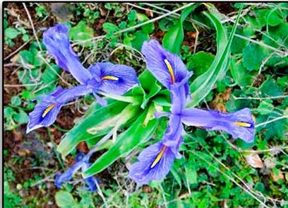 Azul de Mata - EcuRed