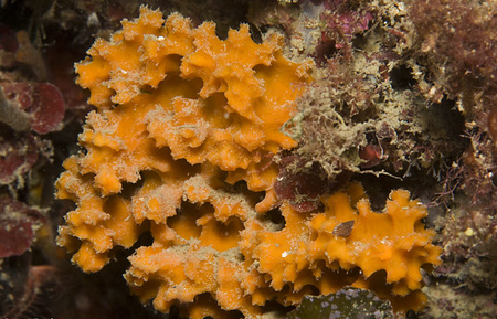 Acanthella acuta - EcuRed