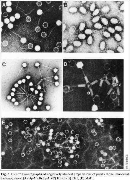 Agentes antibacterianos - EcuRed