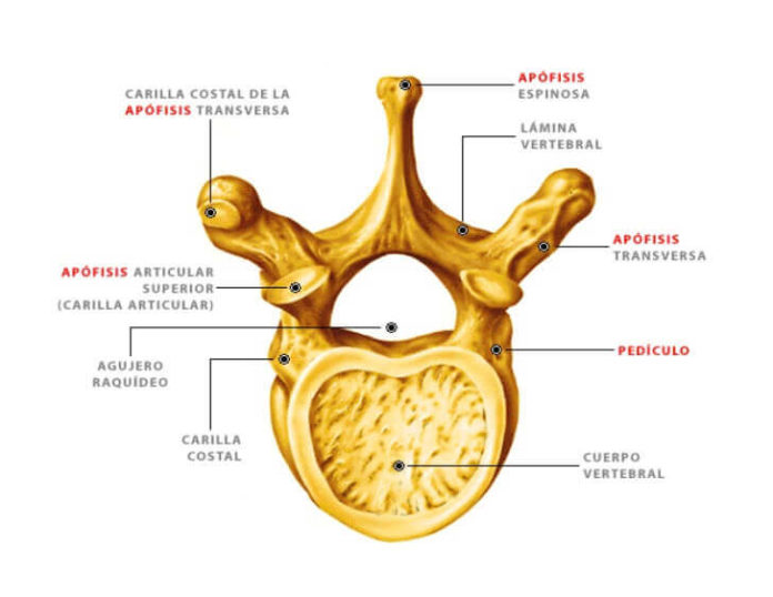 seguridad fibra Caso Wardian definicion de apofisis en anatomia Caballo ... seguridad fibra Caso Wardian definicion de apofisis en anatomia Caballo ...