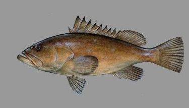 Cherna negra - EcuRed