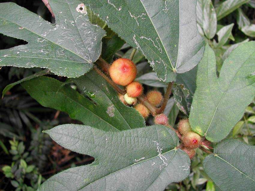 Ficus simplicissima - EcuRed