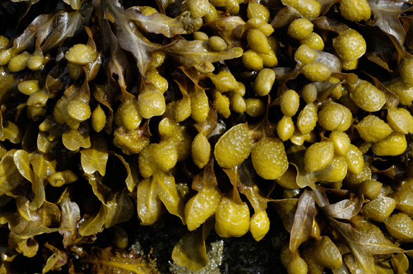 Fucus spiralis - EcuRed