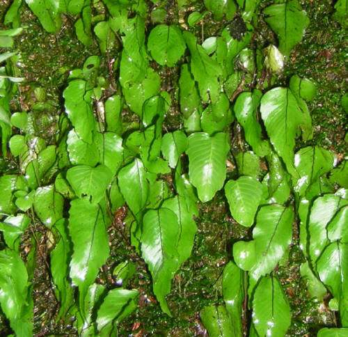 Hymenophyllum cruentum - EcuRed