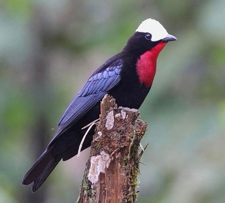 Sericossypha albocristata - EcuRed