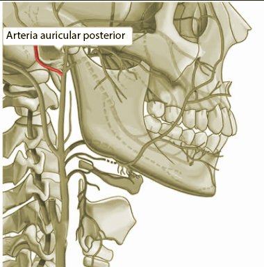 Arteria auricular posterior - EcuRed