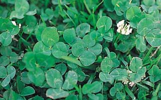 Trebol blanco enano - EcuRed