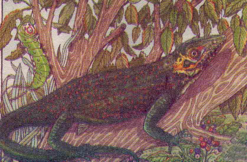 Saltacocote - EcuRed