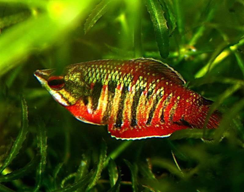 Gourami samurai - EcuRed