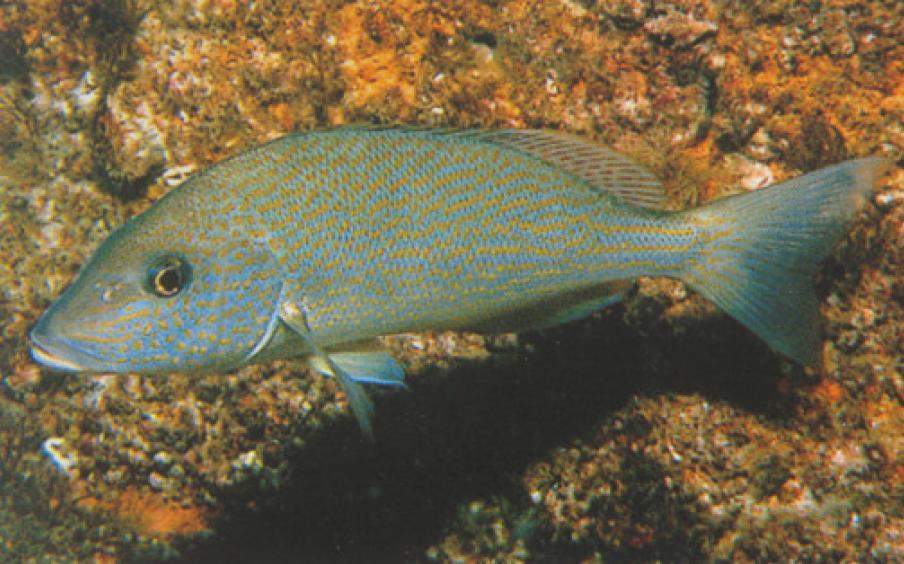 Corocoro burro - EcuRed