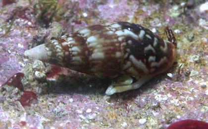Mitra cornicula - EcuRed