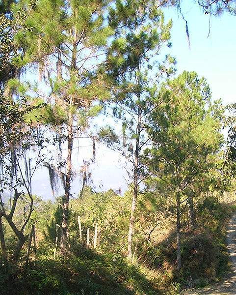 Pinus occidentalis - EcuRed