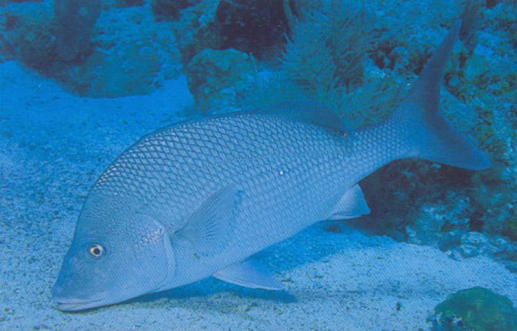 Ronco blanco - EcuRed