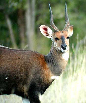 Bushbuck - EcuRed