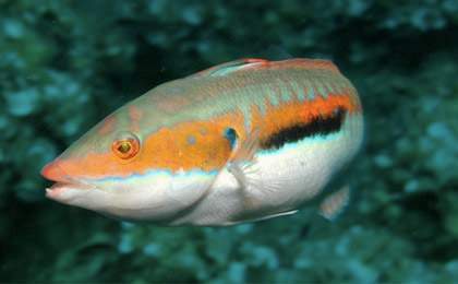 Pez doncella julia - EcuRed