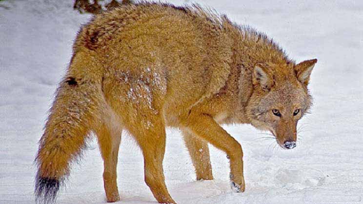 Coywolf - EcuRed
