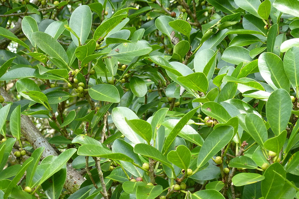 Ficus reflexa - EcuRed
