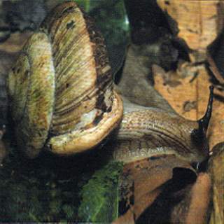 Polydontes - EcuRed
