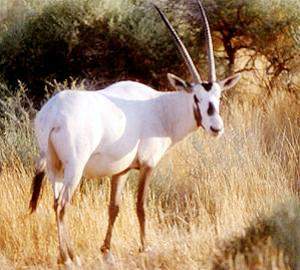 Orix de Arabia - EcuRed