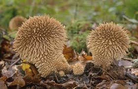 Lycoperdon echinatum - EcuRed