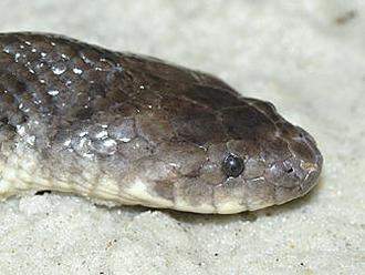 Serpiente Fordonia leucobalia - EcuRed