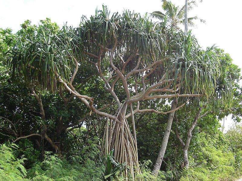 Pandanus tectorius - EcuRed