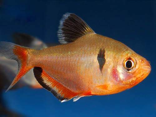 Tetra Serpa - EcuRed