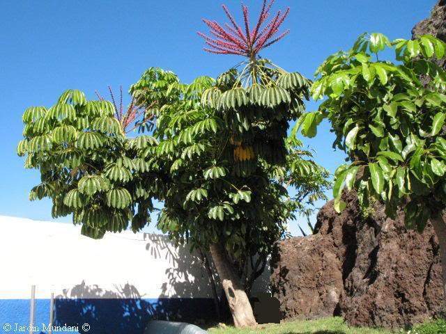 Árbol pulpo - EcuRed