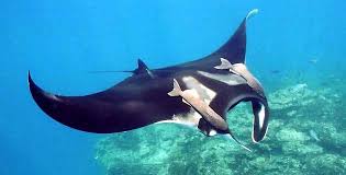 Mobula birostris - EcuRed