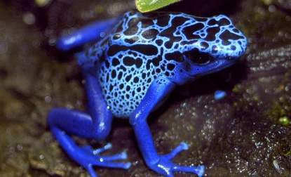 Rana flecha azul - EcuRed