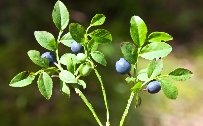 Vaccinium myrtillus - EcuRed