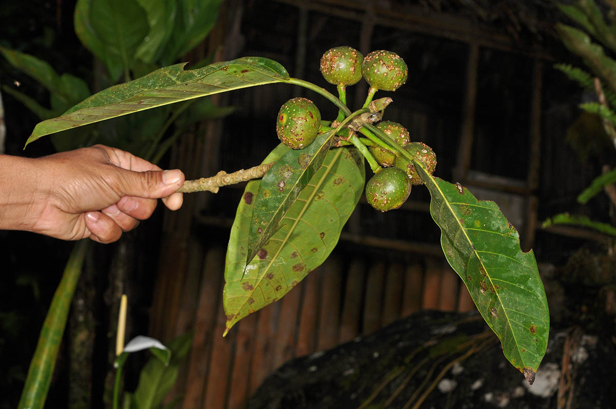 Ficus chrysolepis - EcuRed